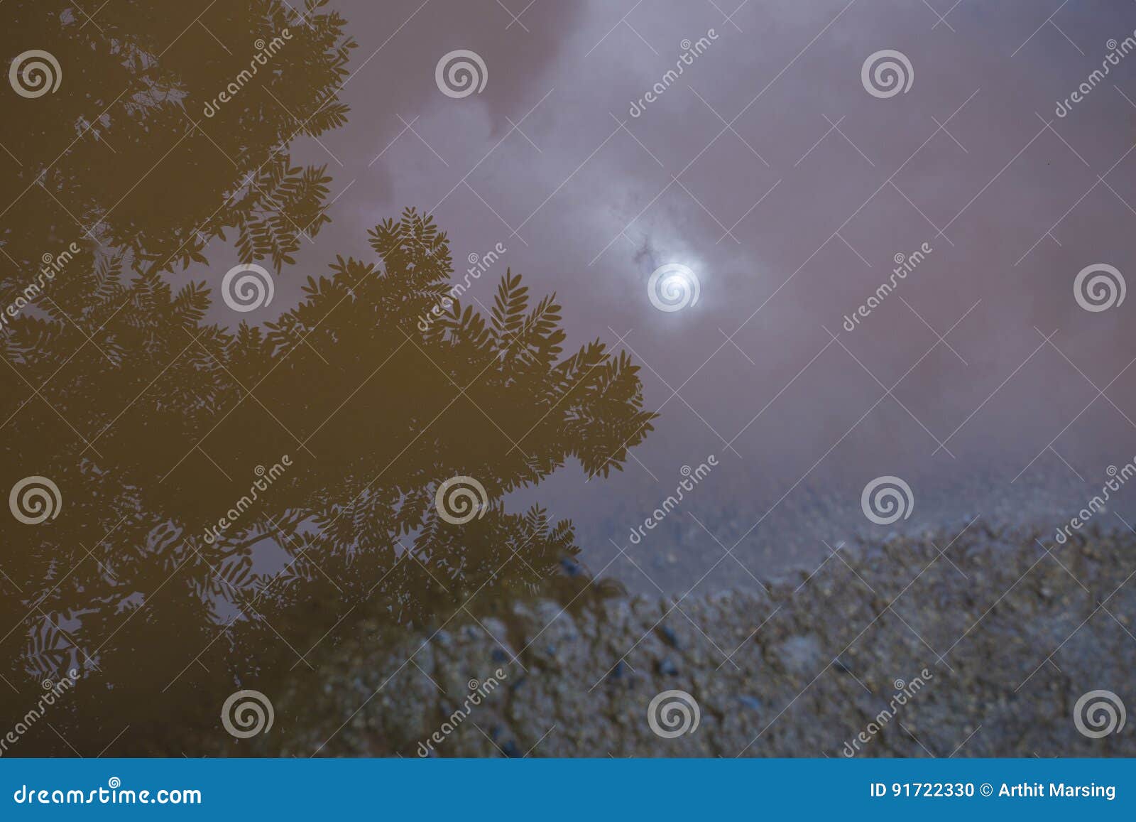 The Sun and Tree Leaves Reflex on the Water Stock Photo - Image of ...