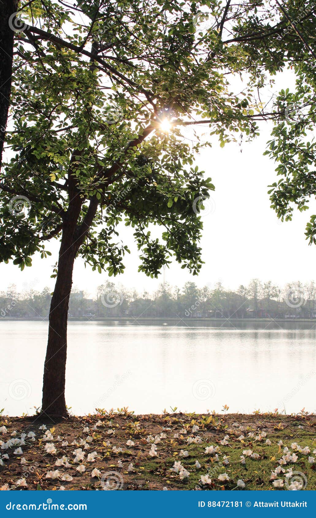 Sun tree and Shadow stock image. Image of good, green - 88472181