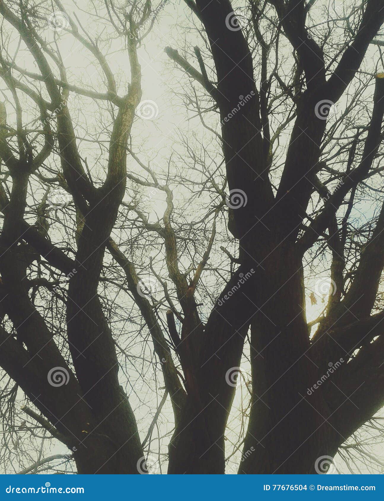 Sun tree stock photo. Image of shines, tree, landscape - 77676504