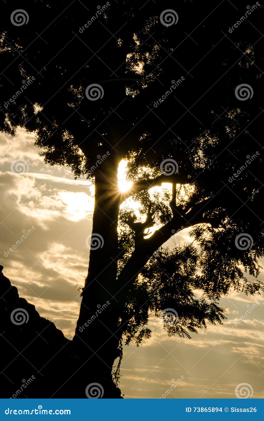 Sun and tree stock photo. Image of floral, beam, black - 73865894