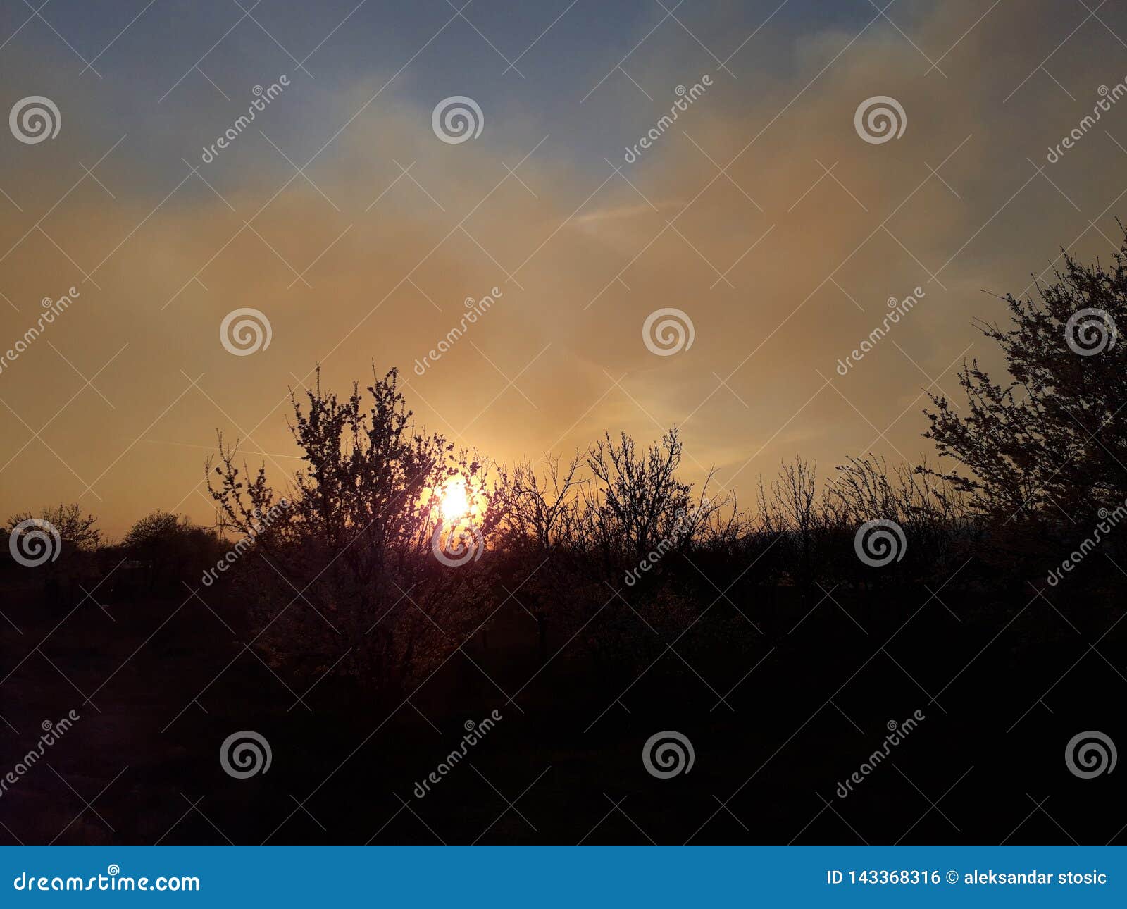Sun stock photo. Image of tree, bird, sunset - 143368316