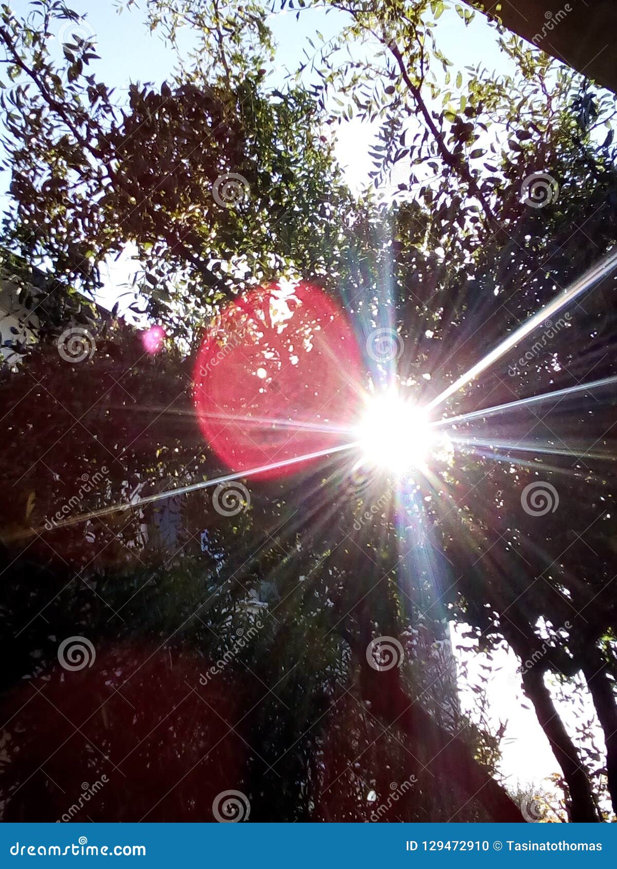 Sun on the tree stock photo. Image of sunnyday, astonishing - 129472910