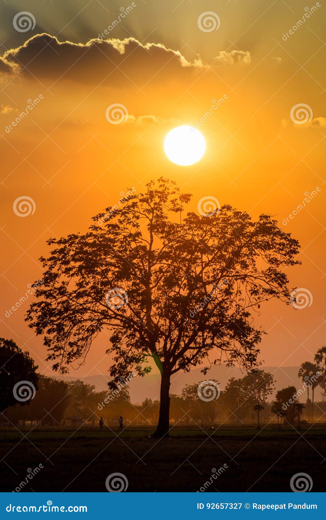 Sun and tree stock image. Image of sunset, outdoor, thailand - 92657327