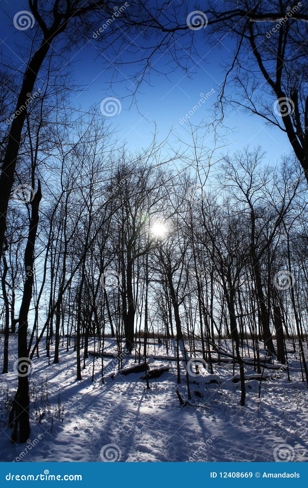 Sun in trees stock image. Image of green, branches, outside - 12408669
