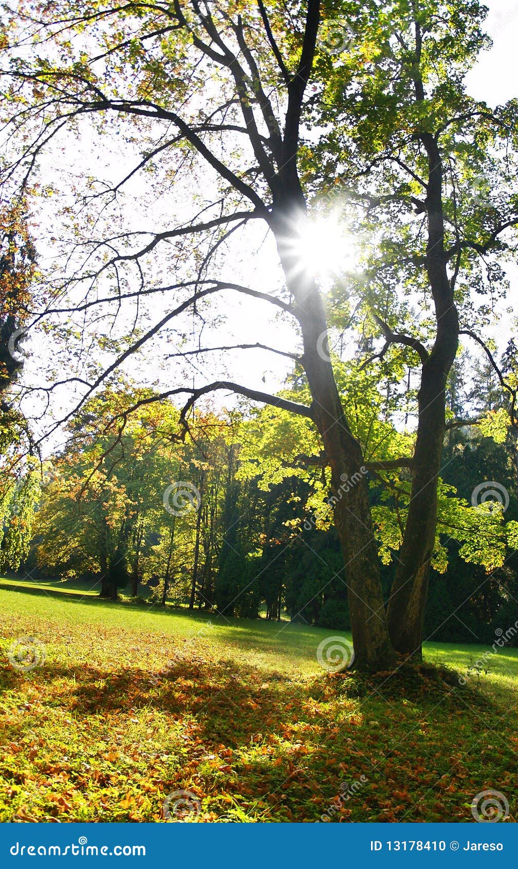 The Sun & Trees stock photo. Image of forest, picnic - 13178410