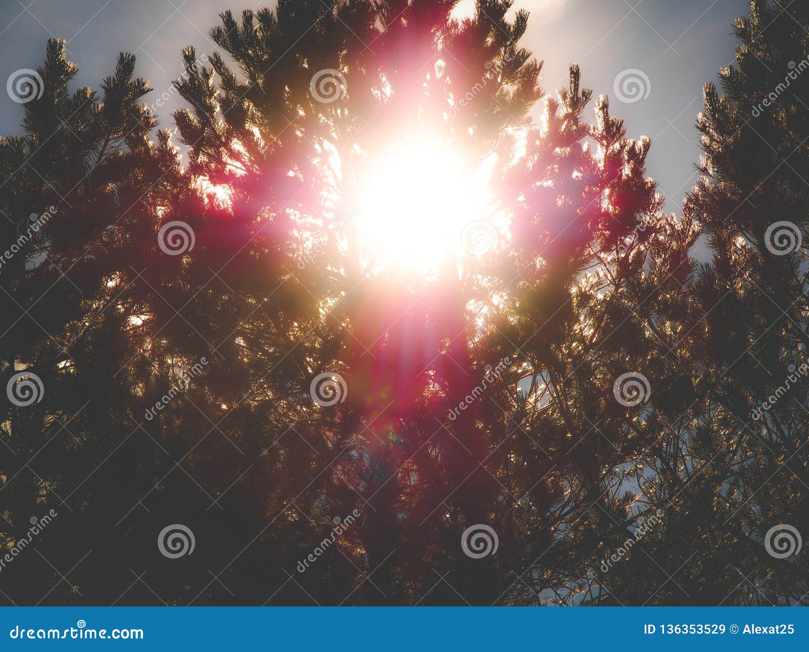 Sun between the trees stock image. Image of scenery - 136353529