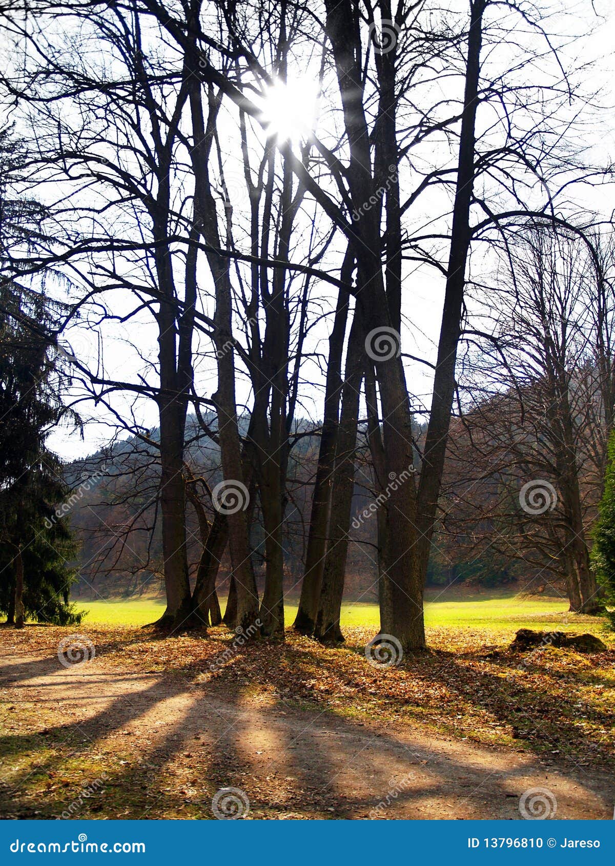The Sun & Trees stock photo. Image of color, landscape - 13796810