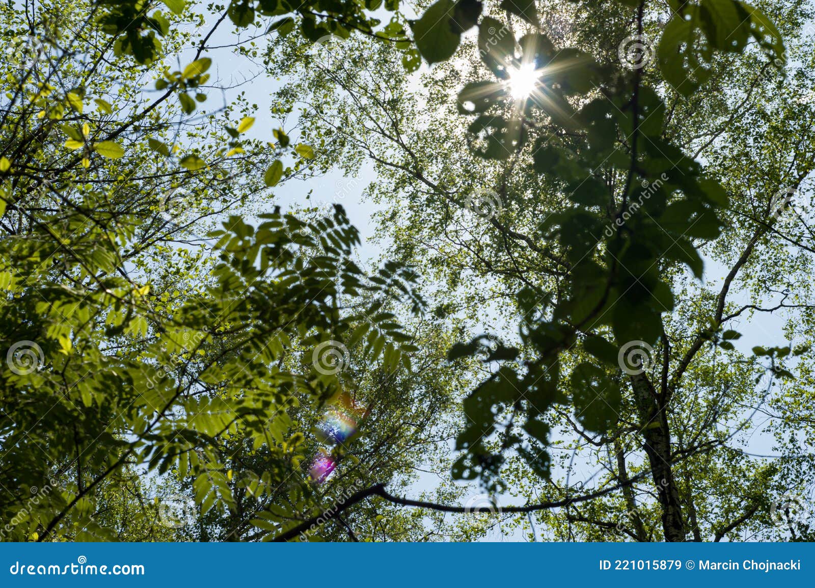 Sun between trees stock image. Image of green, trees - 221015879
