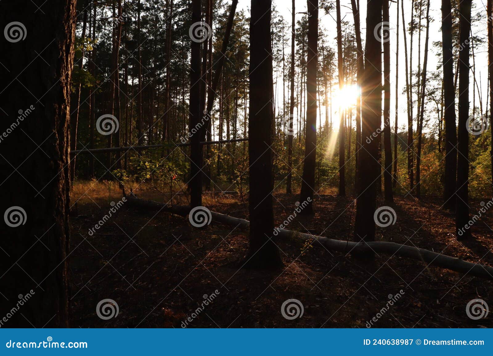 The Sun between Trees in Autumn 2 Stock Image - Image of nature, autumn ...