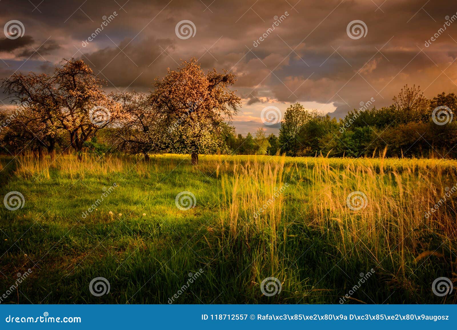 Sun, Trees and Beautiful Cloudy Sky. Stock Image - Image of horizon ...