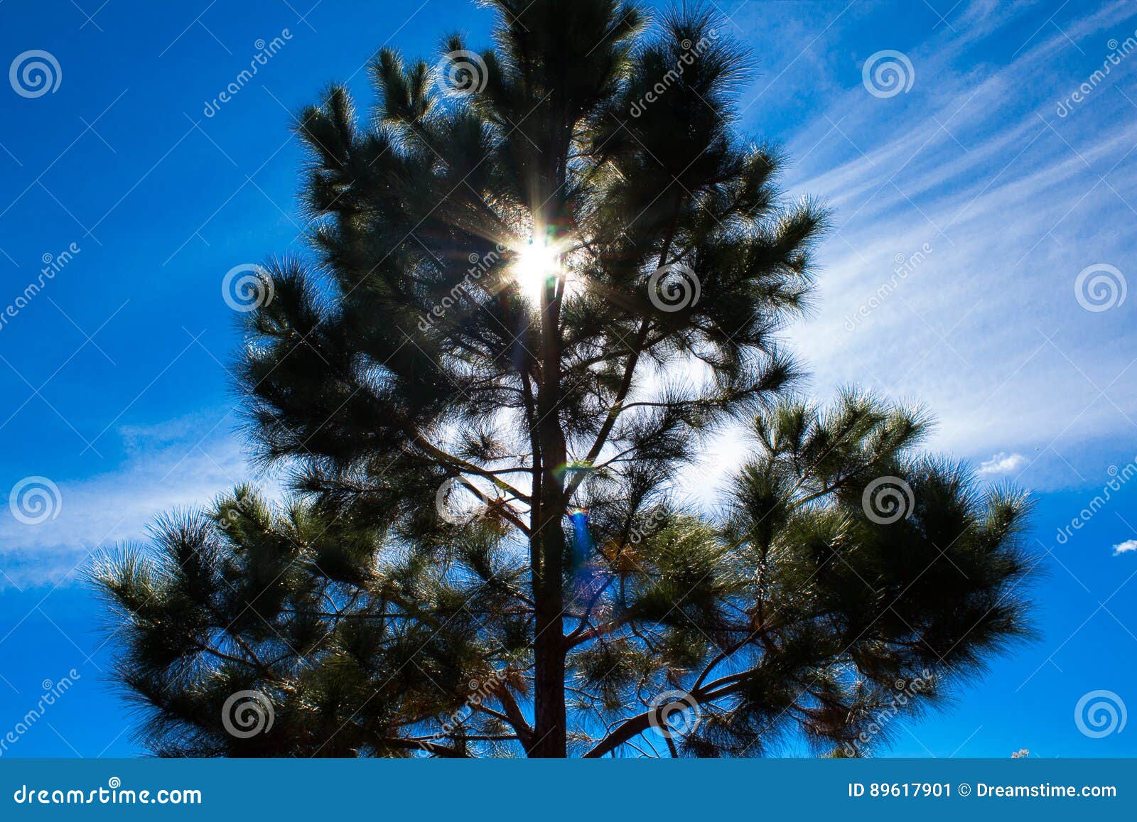 Sun and Trees stock image. Image of clouds, peace, landscape - 89617901