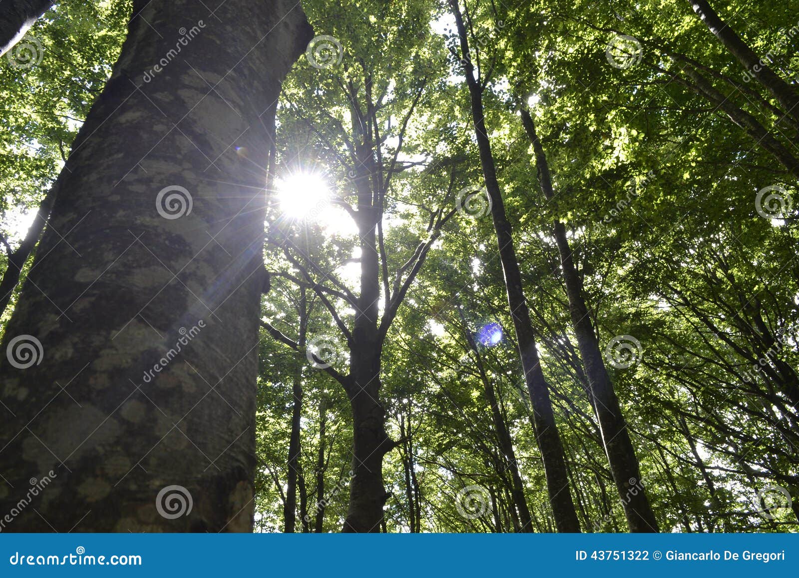 Sun in the trees stock photo. Image of fantastic, light - 43751322