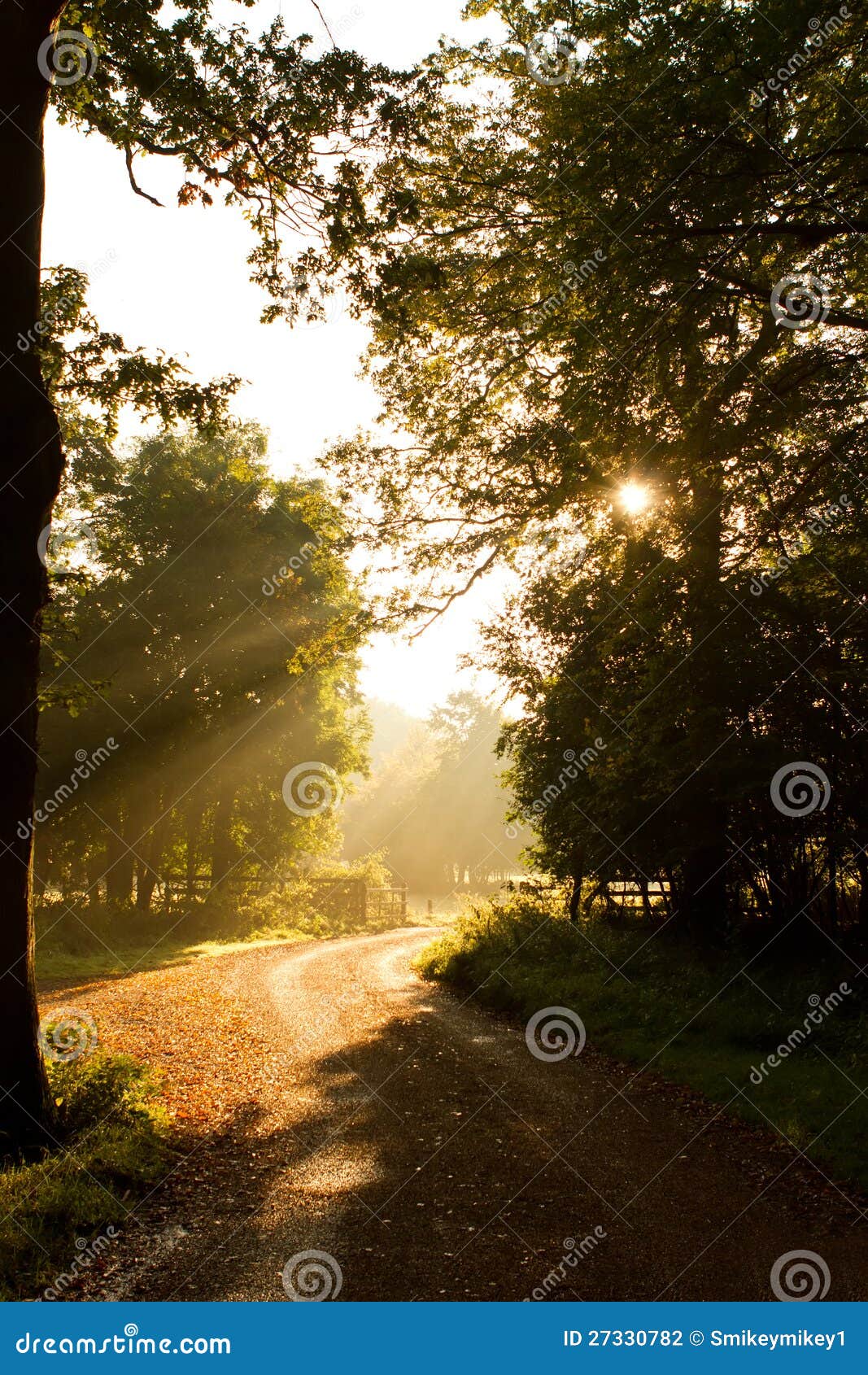 Sun through Trees with Boy on Path Stock Photo - Image of foliage ...