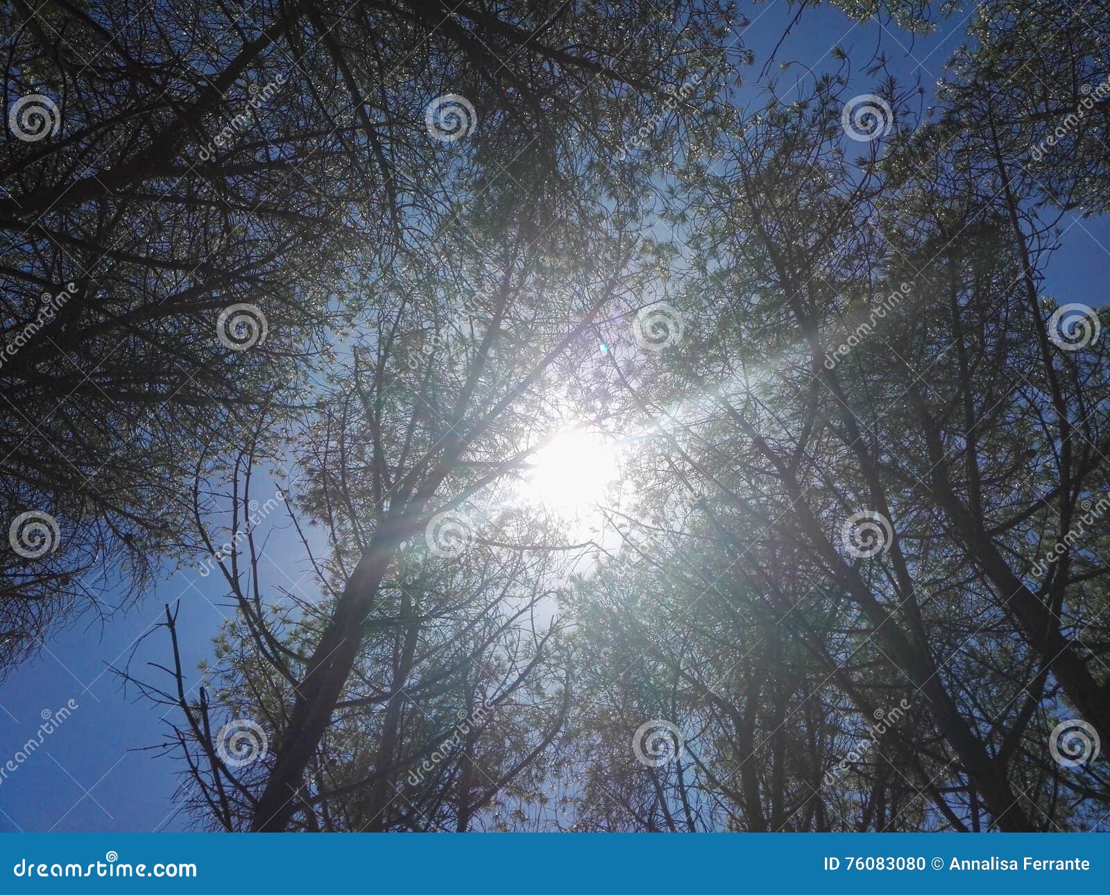 Sun through trees branches stock photo. Image of branches - 76083080