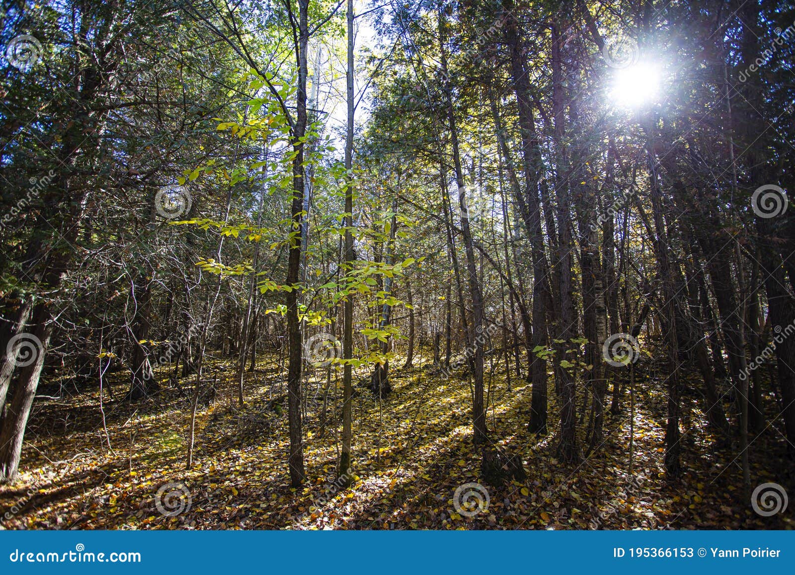 Sun through the trees stock image. Image of tree, autumn - 195366153