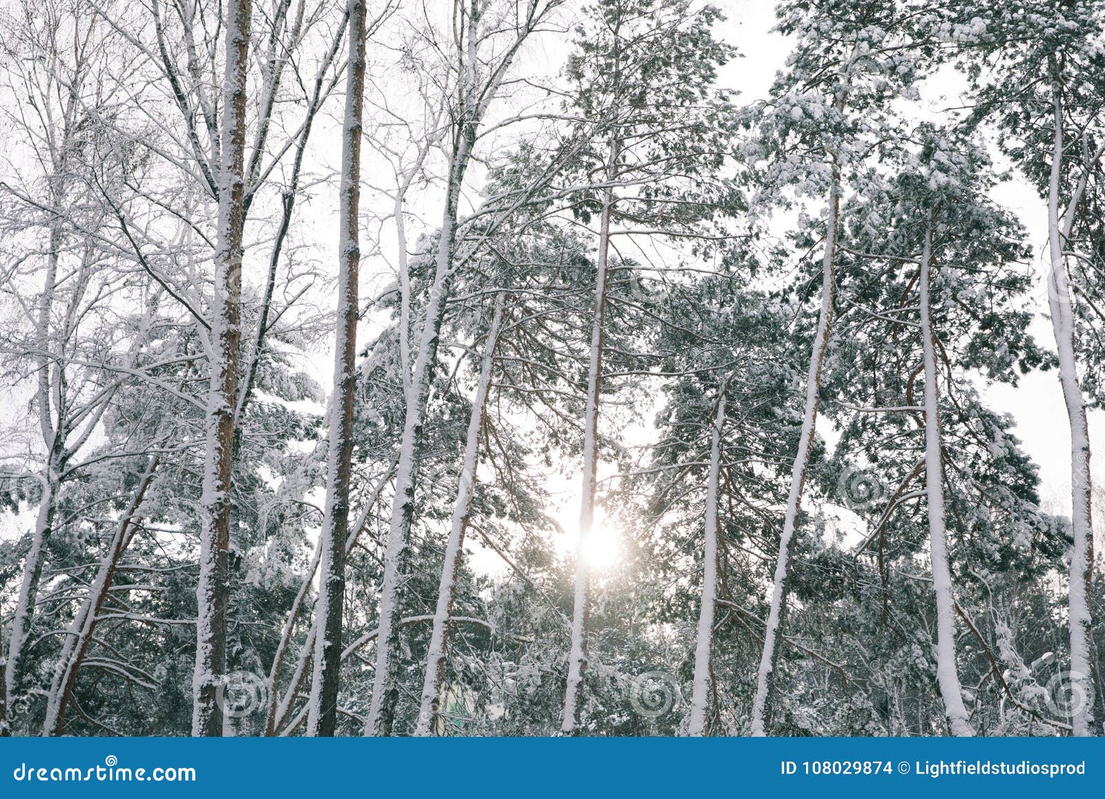 Sun between Trees Covered with Snow Stock Photo - Image of february ...