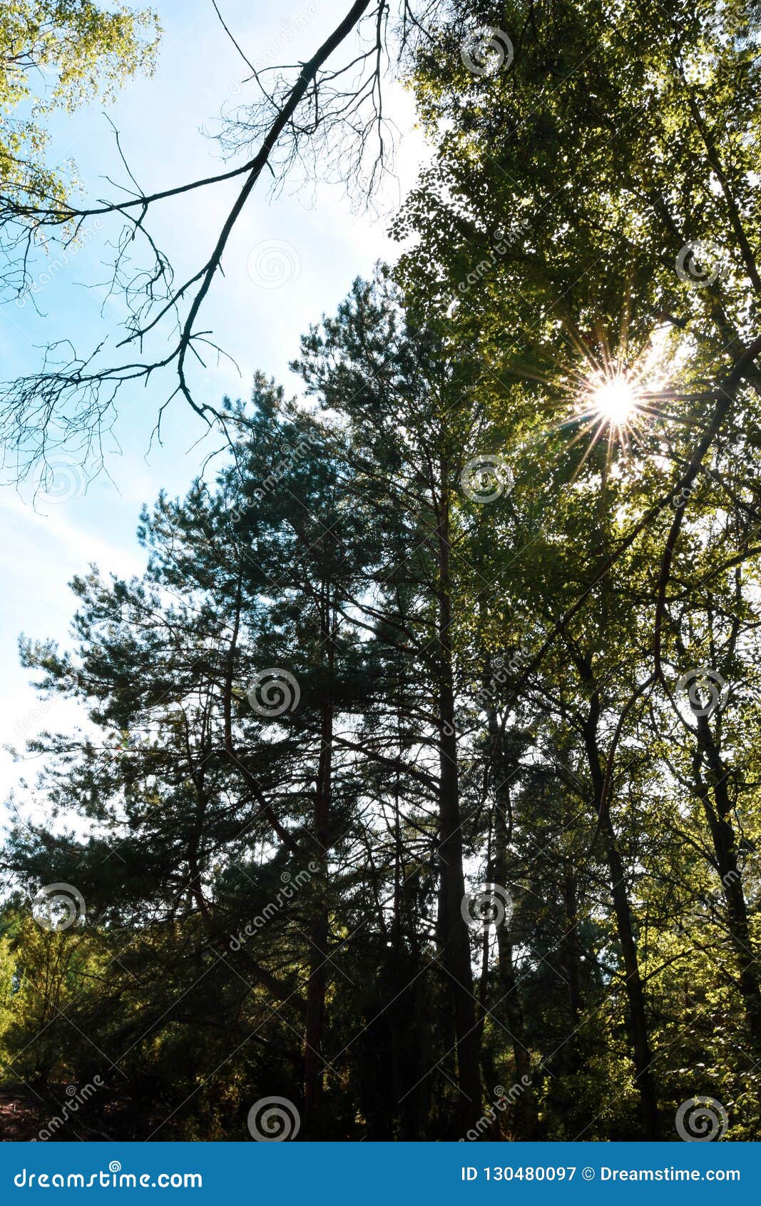 Sun in the Trees in the Forest Stock Image - Image of blue, decorate ...