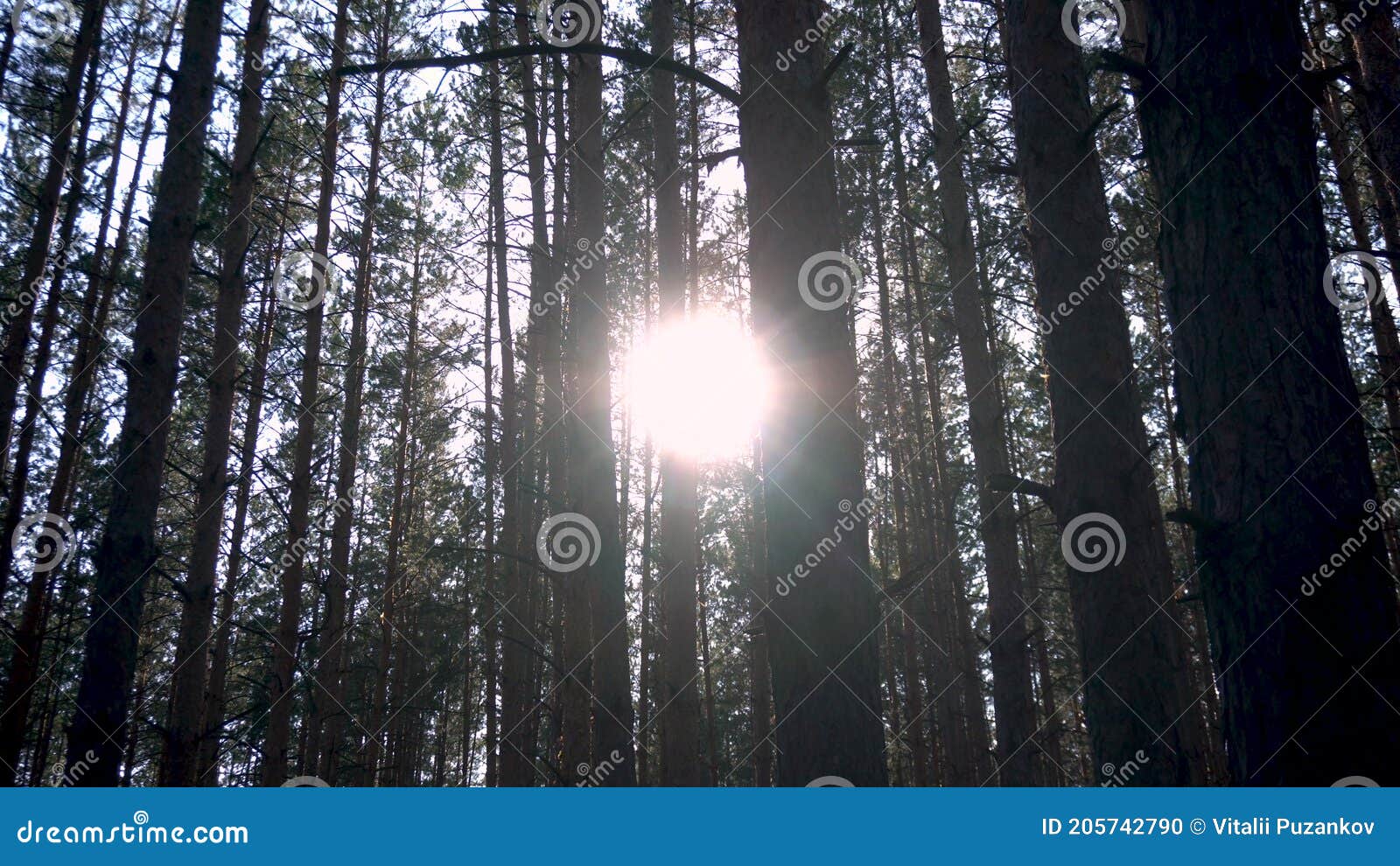 The Sun among the Trees in the Forest Stock Photo - Image of grove ...