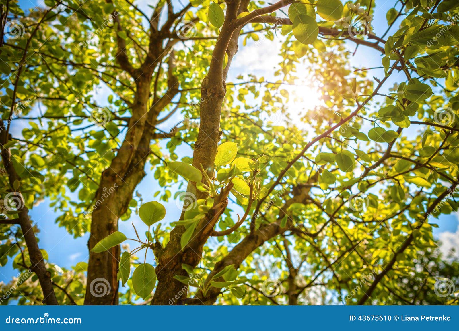 Sun through trees stock photo. Image of colour, bright - 43675618
