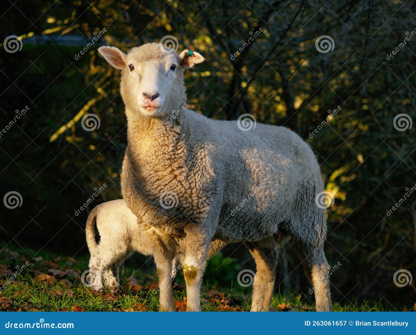 Sun through Trees Illuminates Lambs in Shade Stock Image - Image of ...
