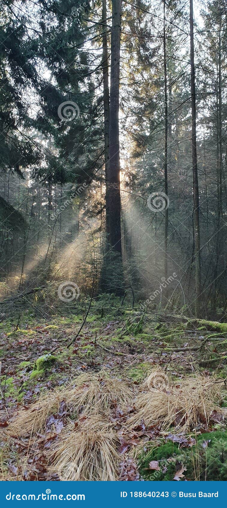 Sun between Trees Lens Flare Stock Image - Image of sunlight, woodland ...