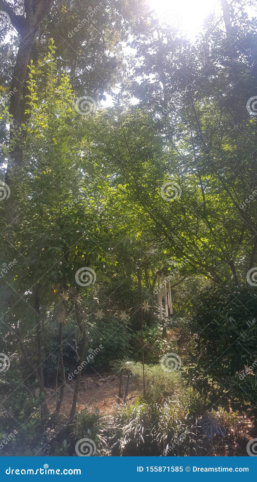 Sun through the Trees stock image. Image of beautiful - 155871585