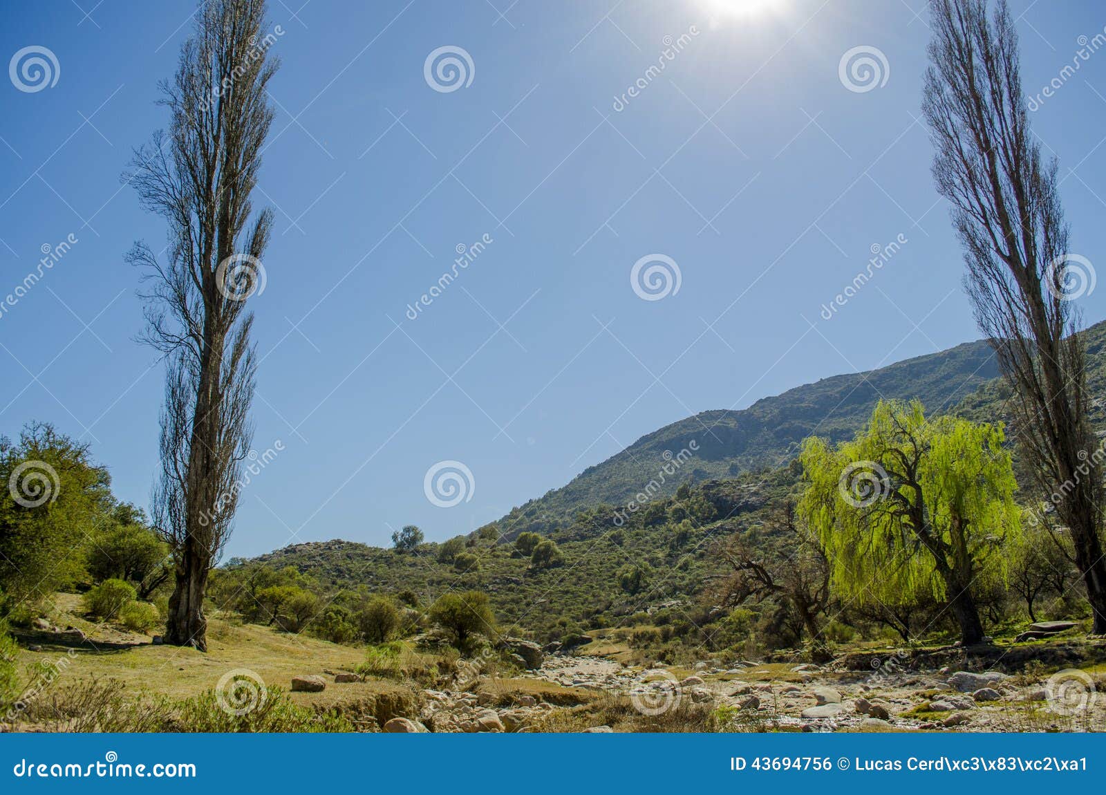 Sun between trees stock photo. Image of green, adventure - 43694756