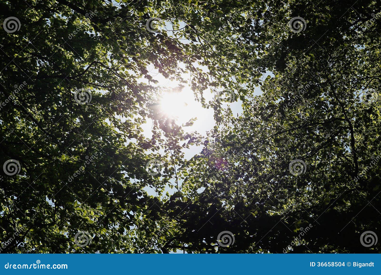 Sun through the trees stock photo. Image of forest, people - 36658504