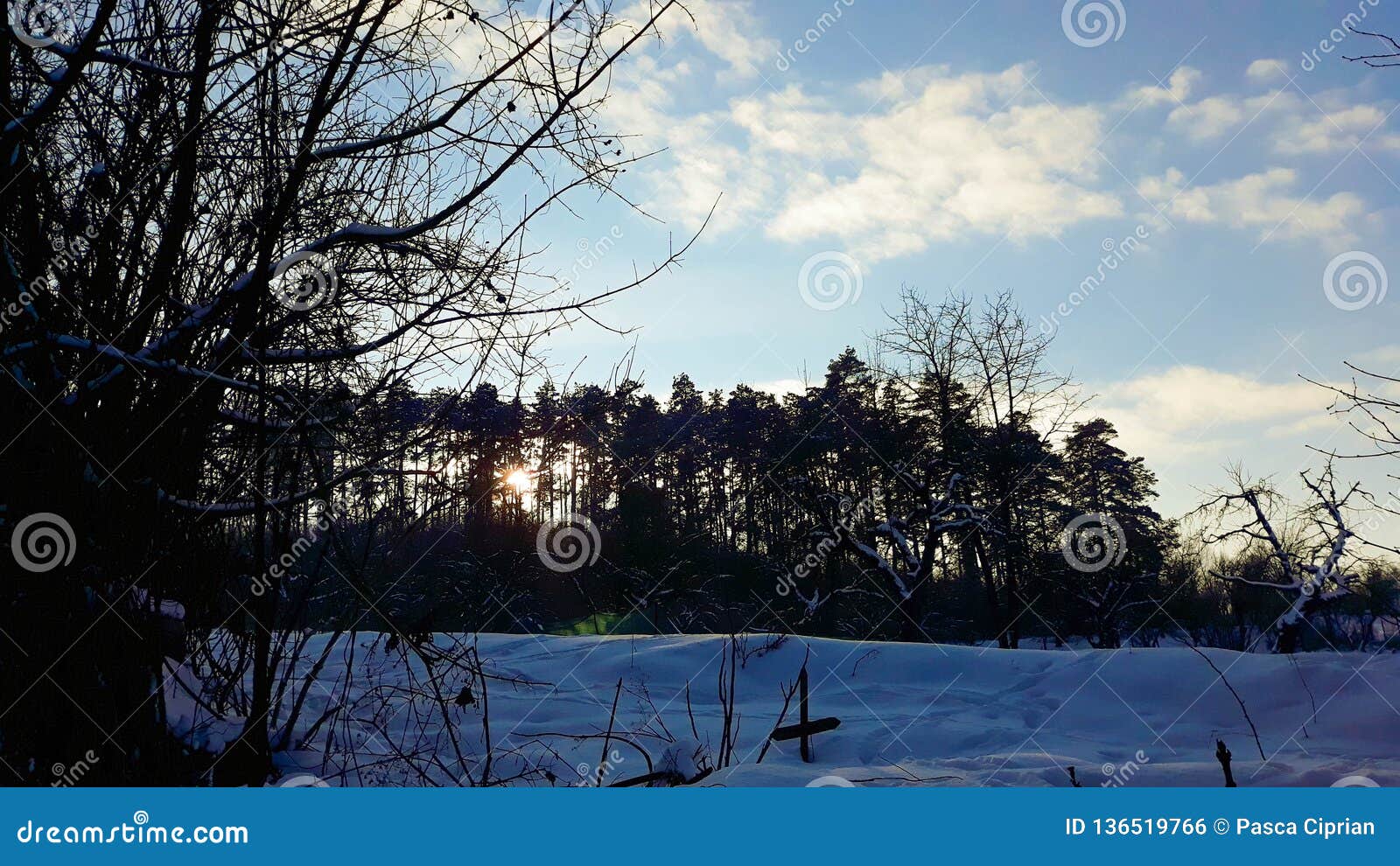 The sun among the trees stock photo. Image of rises - 136519766