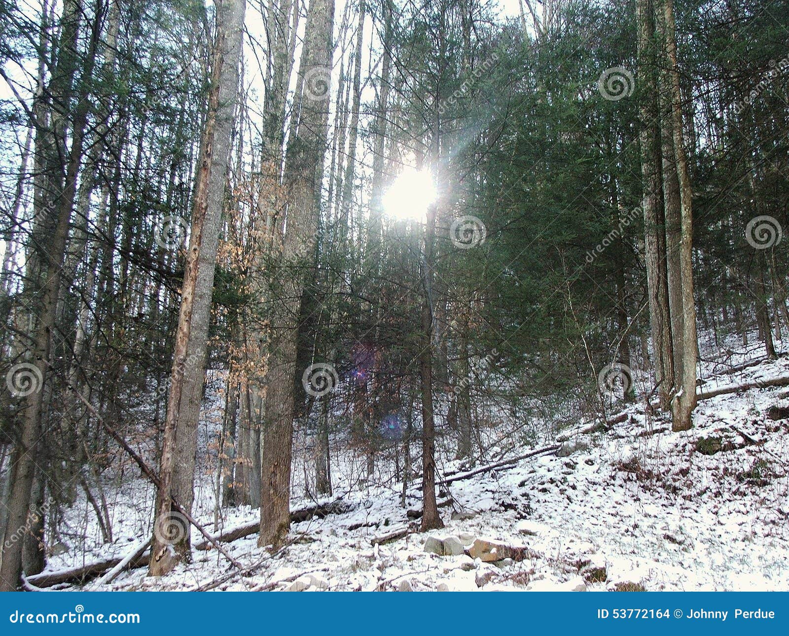 Sun through the trees stock photo. Image of landscape - 53772164