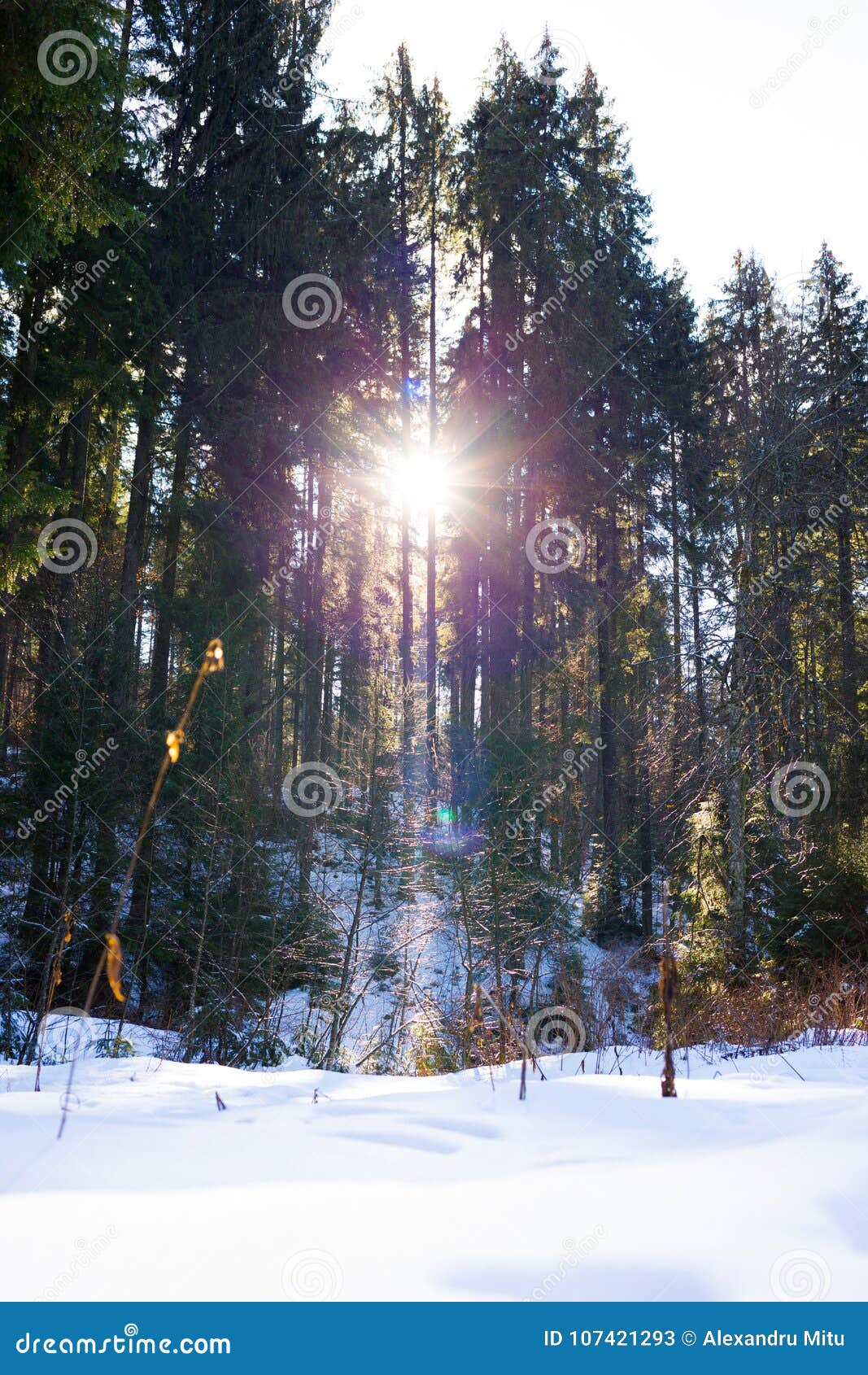 Sun between trees stock image. Image of landscape, lifestyle - 107421293