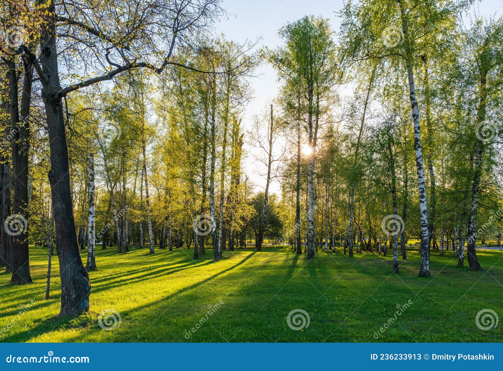 The Sun through the Trees in the Spring Park. Beautiful Park in Spring ...
