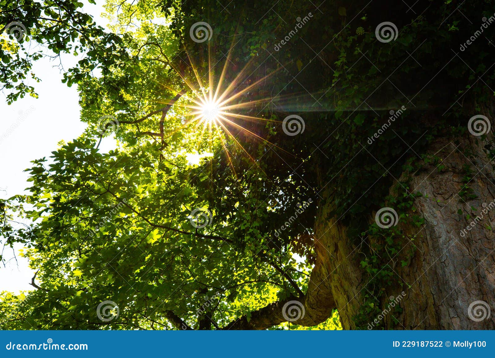 Sun between the Trees, Summer in Starnberg Stock Photo - Image of ...