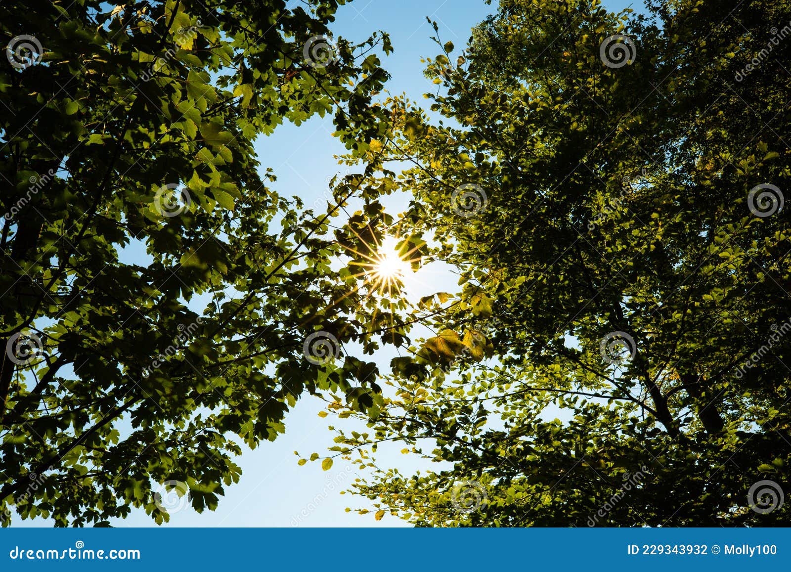 Sun between the Trees, Summer in Starnberg Stock Photo - Image of warm ...
