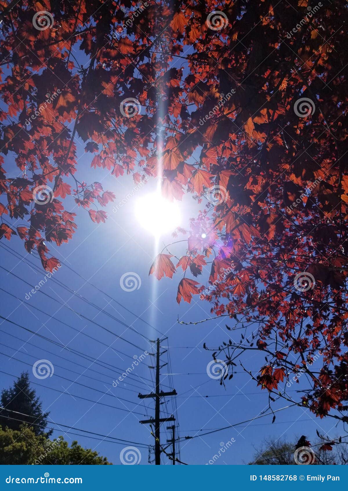Sun through the Trees stock photo. Image of trees, maple - 148582768