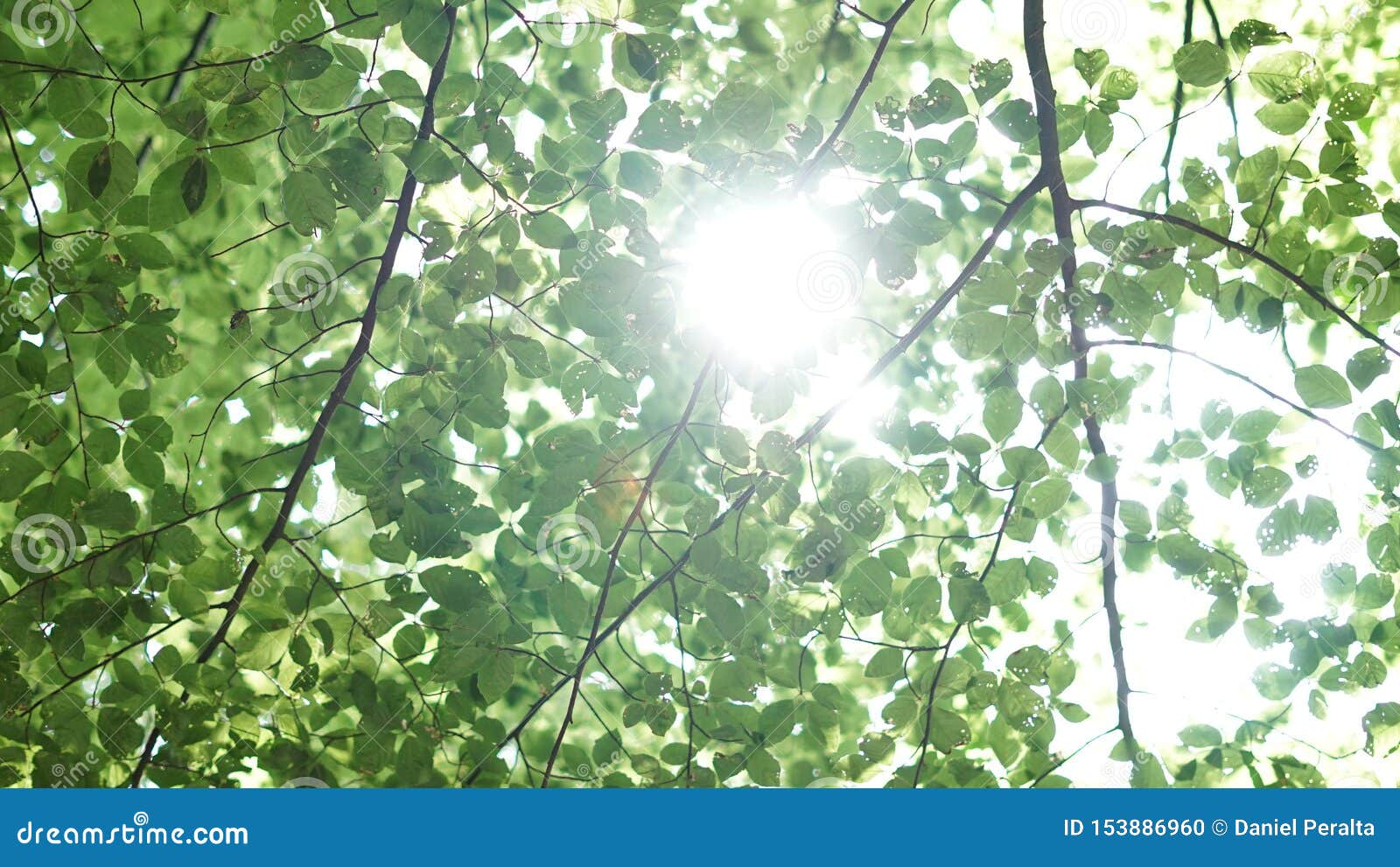 Sun between Trees in a Sunny Day Stock Photo - Image of focus, forest ...