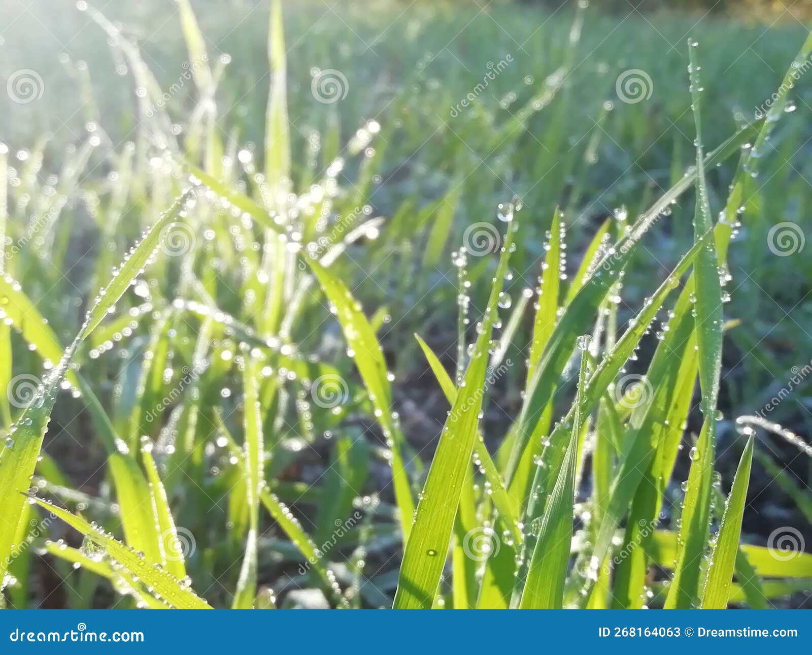 Sun trees water stock image. Image of crop, flower, sunlight - 268164063