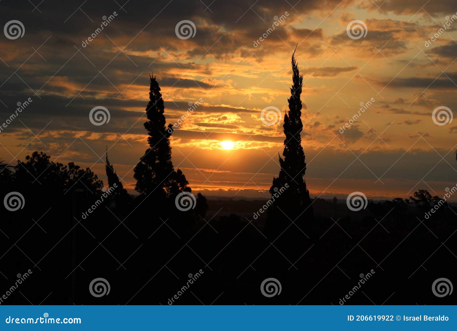 Sun between Trees stock photo. Image of sunrise, sunset - 206619922