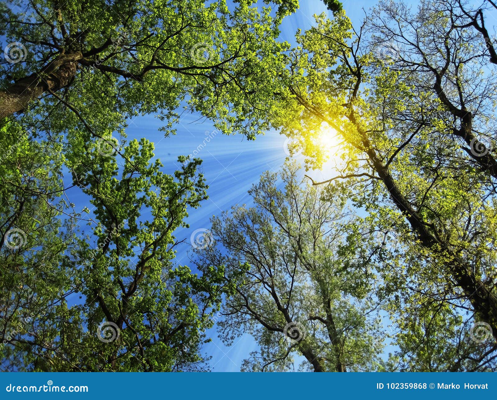 Sun in treetop stock photo. Image of branches, summer - 102359868