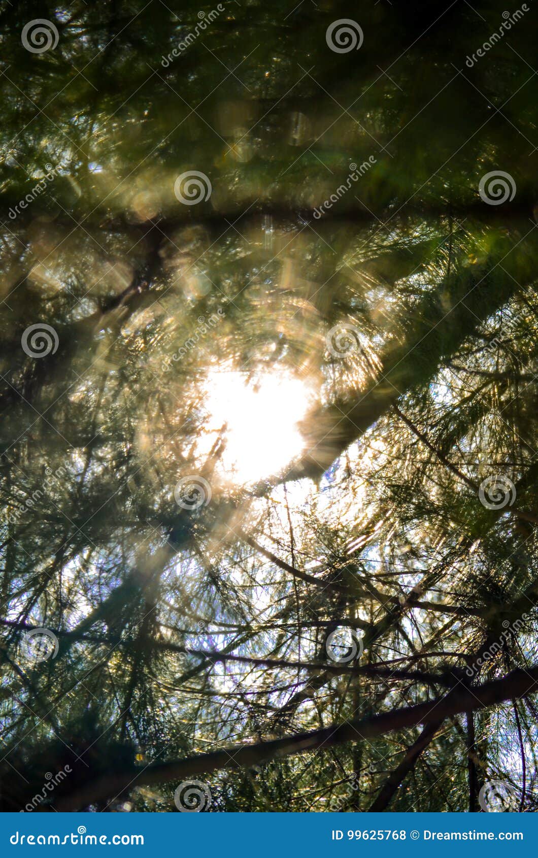 Sun Rays Over Trees stock photo. Image of sunrise, beaming - 99625768