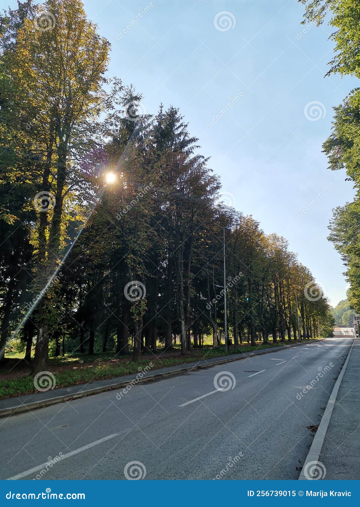 Sun Trough the Trees in the Fall Stock Image - Image of trough, street ...