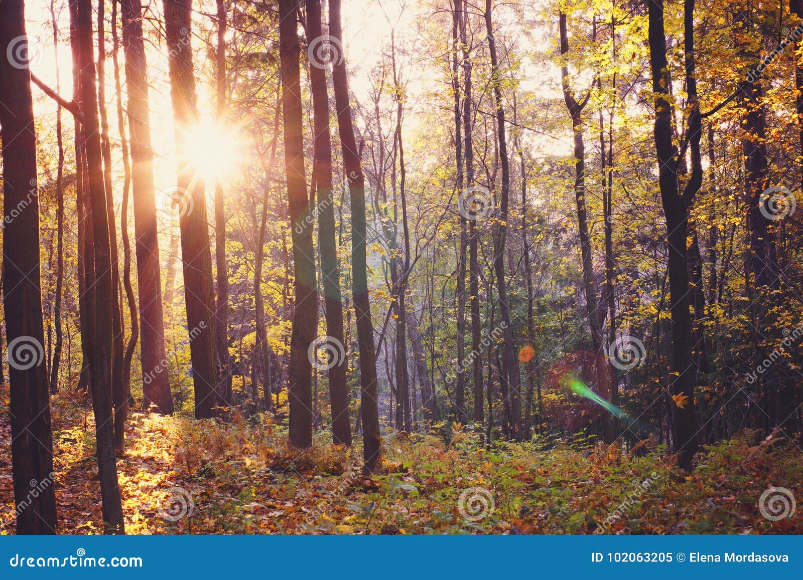 The Sun between the Trunks of Trees in a Bright Autumn Forest Stock ...