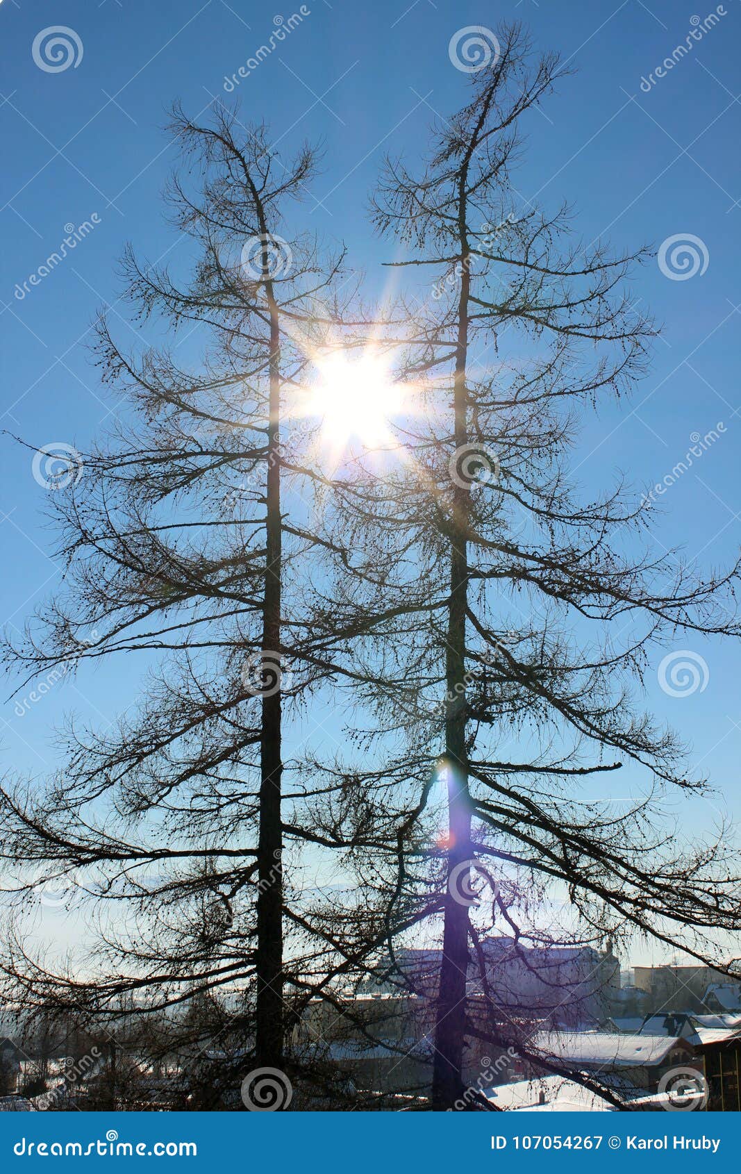 The sun between two trees stock image. Image of snow - 107054267