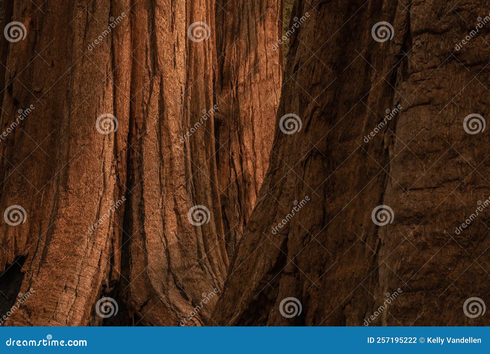 Sun Warms Back Sequoia Tree while the Foreground Stays in Shadow Stock ...