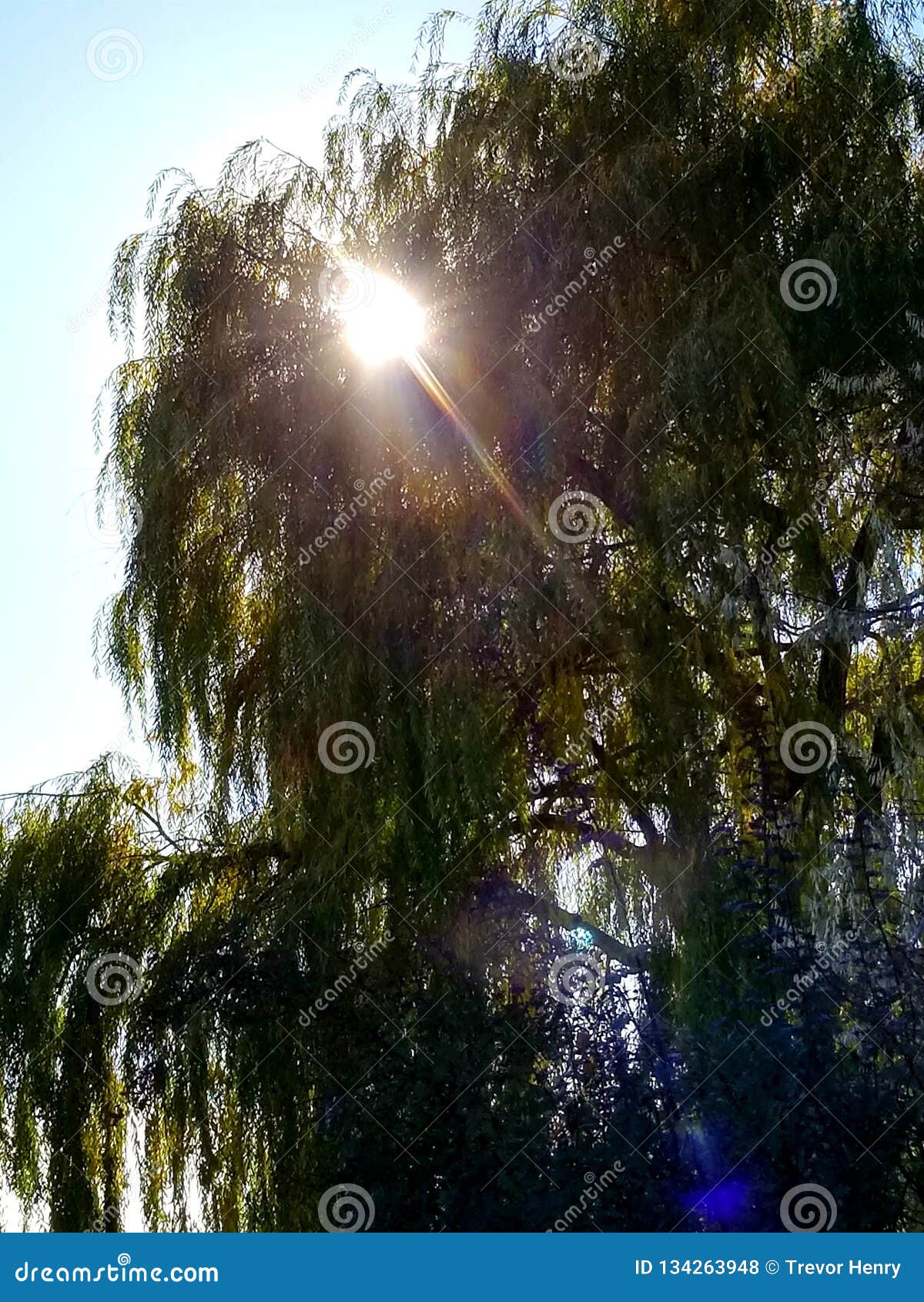 Sun in willow stock photo. Image of tree, sunlight, willow - 134263948