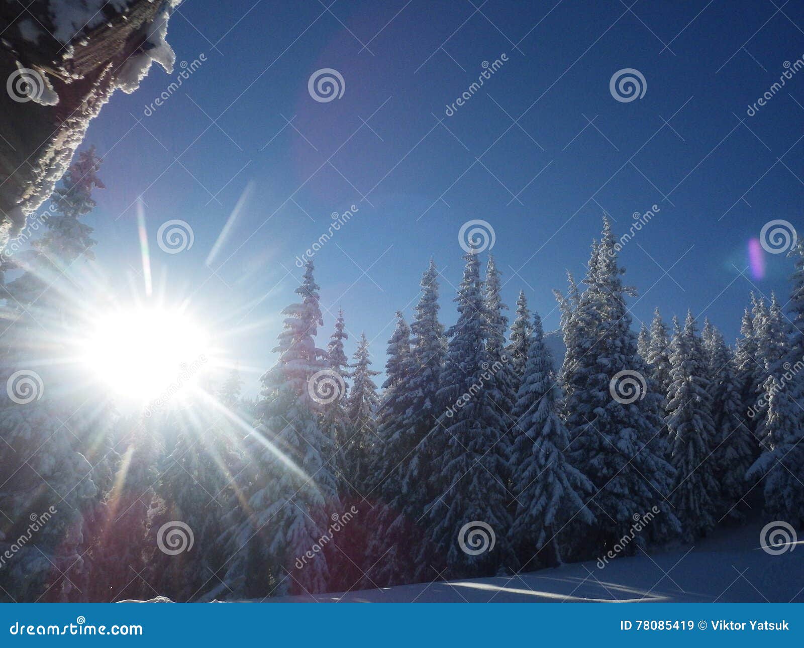 The Sun in the Winter. the through the Trees. Stock Image - Image of ...
