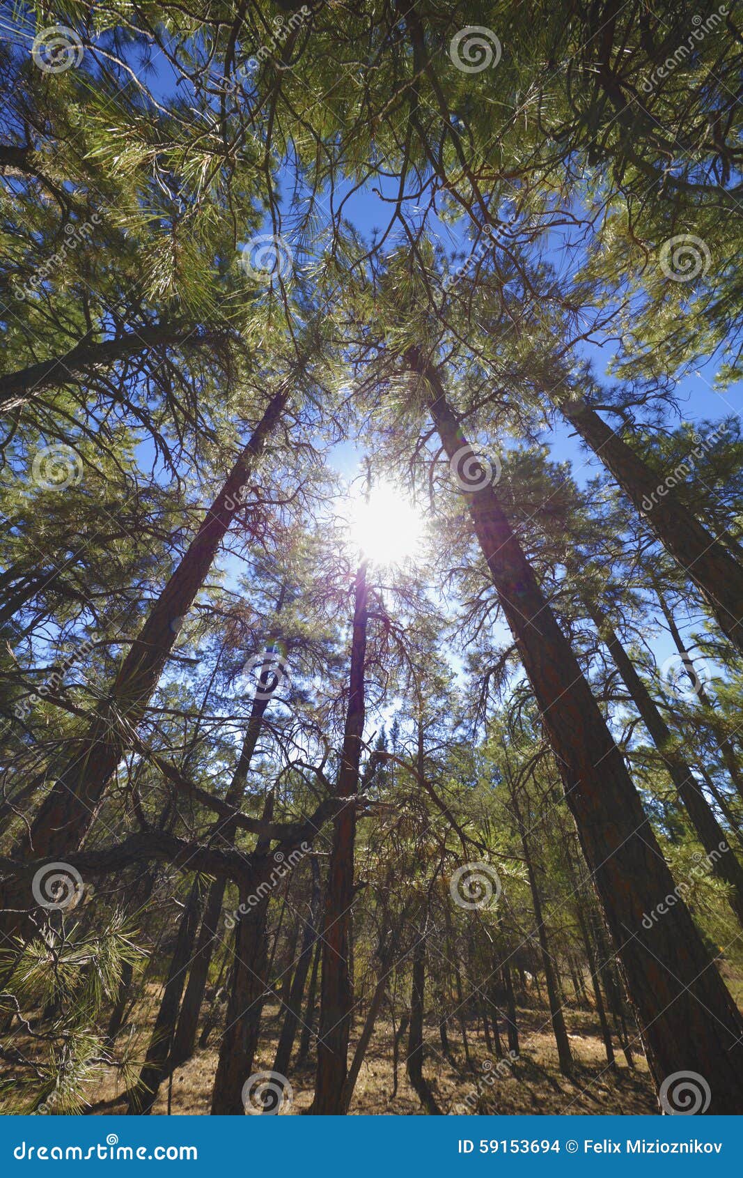 Sun through the woods stock photo. Image of trees, green - 59153694