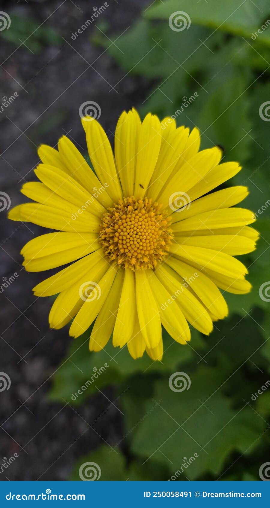 Sun yellow flower stock image. Image of daisy, sunflower - 250058491
