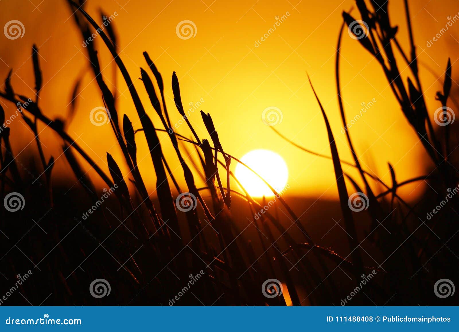 Sun, Yellow, Sky, Sunset Picture. Image: 111488408