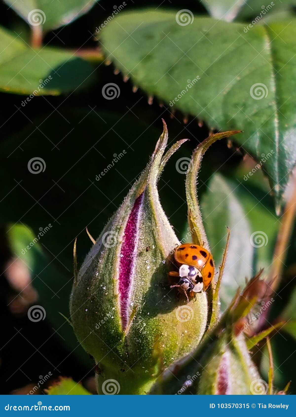 Sunbathe imagen de archivo. Imagen de sunbathe, florecimiento - 103570315